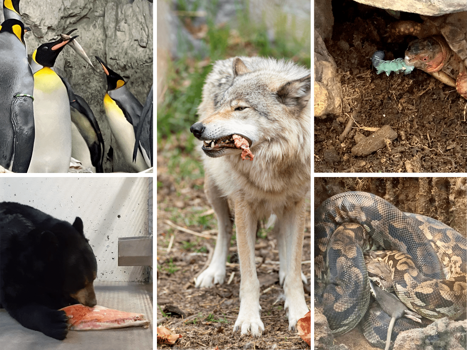 The field of zoo nutrition • AZA Nutrition Advisory Group